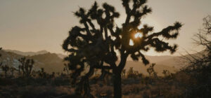 How to Kill Cactus? (Quick & Easy Methods)