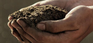 How To Remove Rocks From Soil: Easy & Efficient Methods - Farm City ...