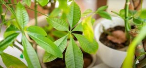 Why Is My Money Tree Dying? (Revive It with These Tips) - Farm City ...