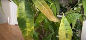Why Is My Money Tree Dying? (Revive It with These Tips) - Farm City ...