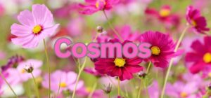 10 Fast Growing Flowers for a Colorful Garden in No Time